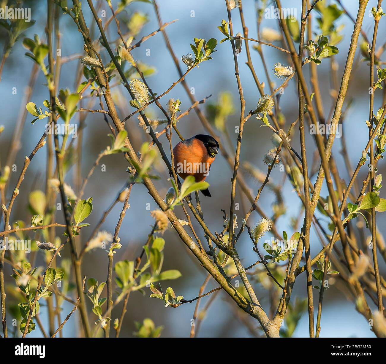 Female bull finch hi-res stock photography and images - Alamy