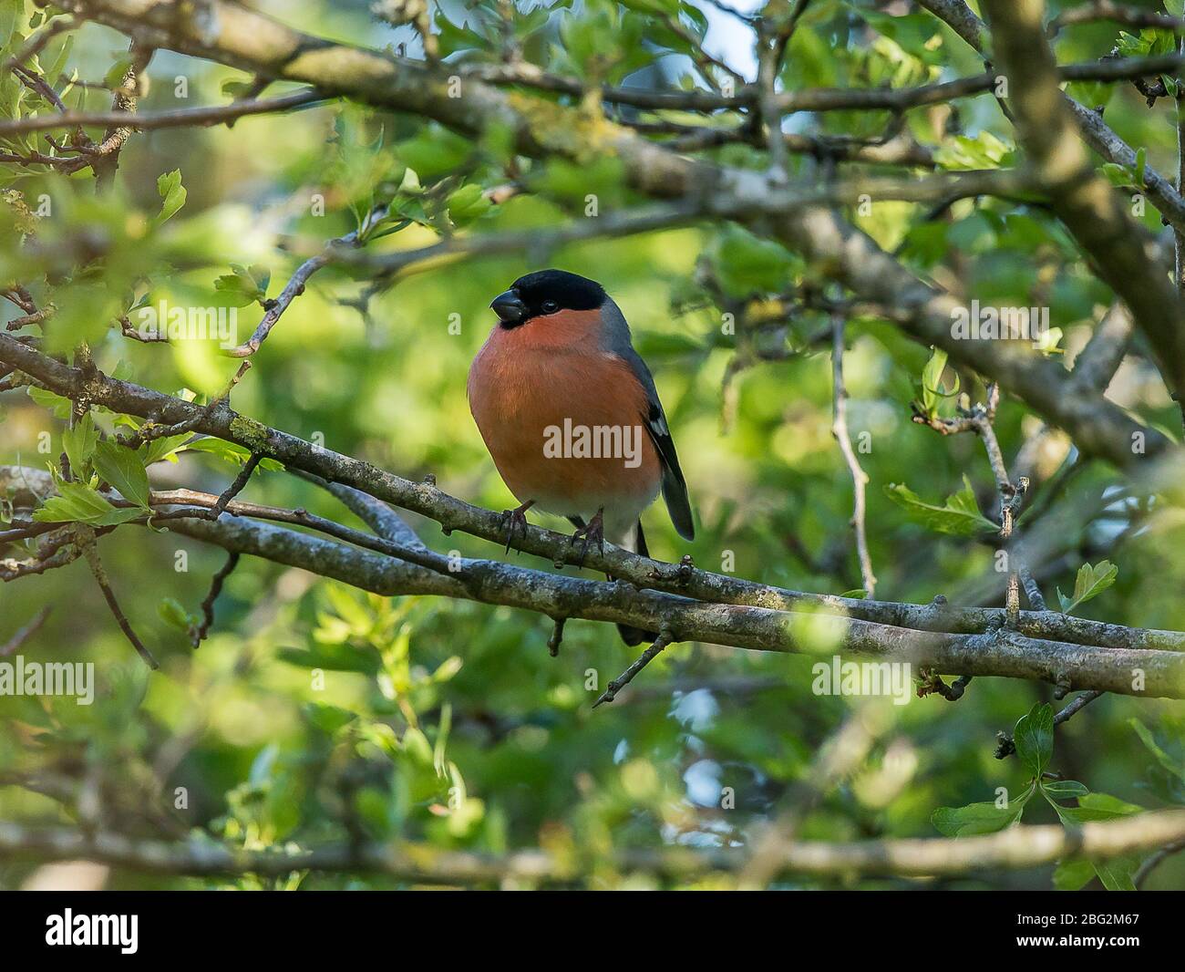 Bullfinch in open countryside hi-res stock photography and images - Alamy