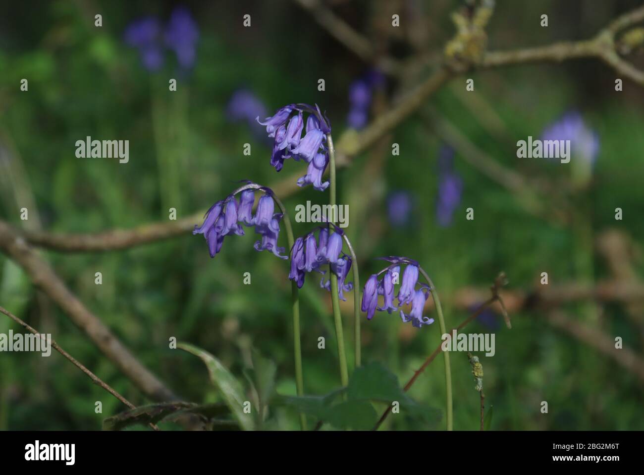 4 native bluebells in the woods in the sunshine Stock Photo - Alamy
