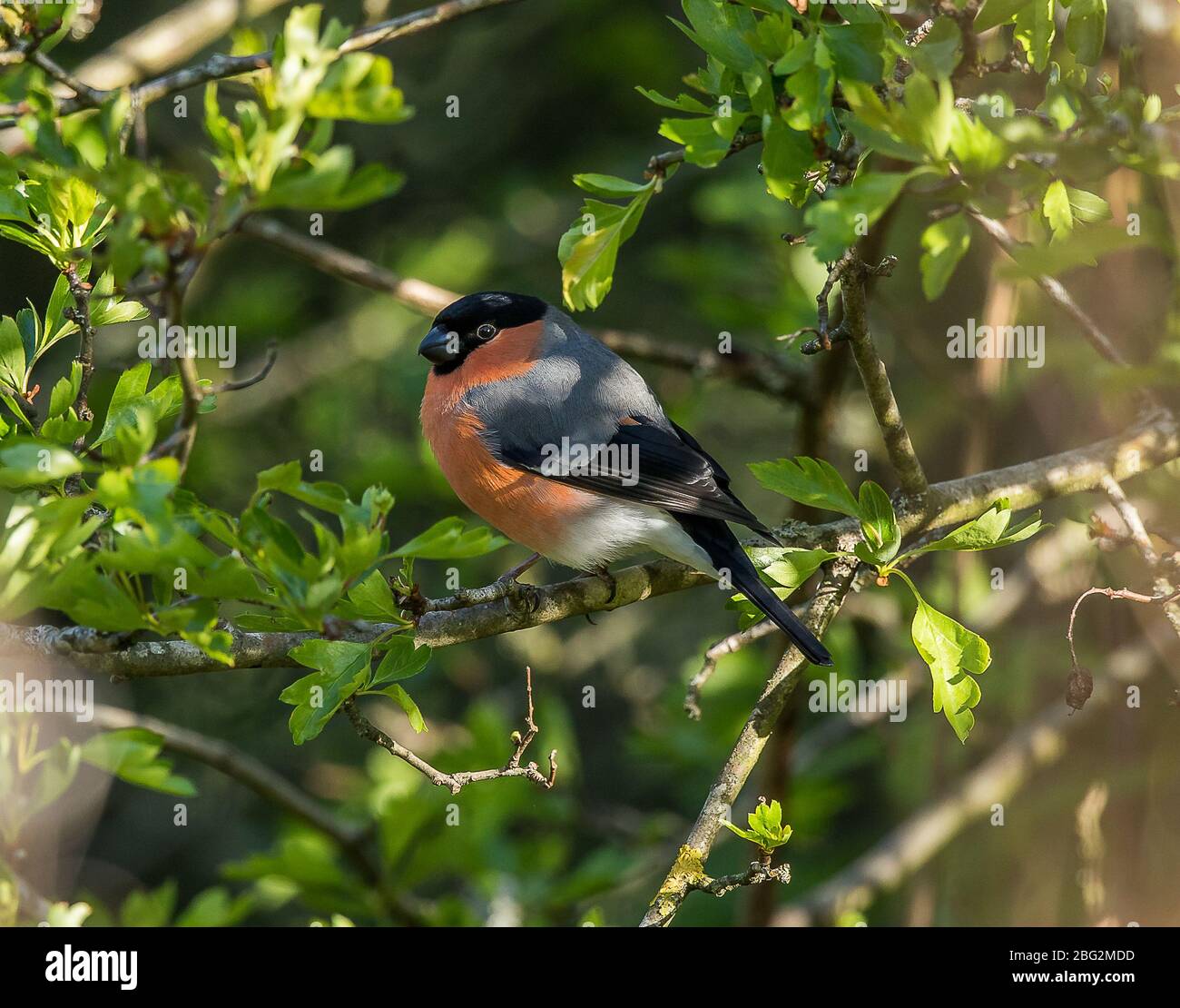 Female bull finch hi-res stock photography and images - Alamy