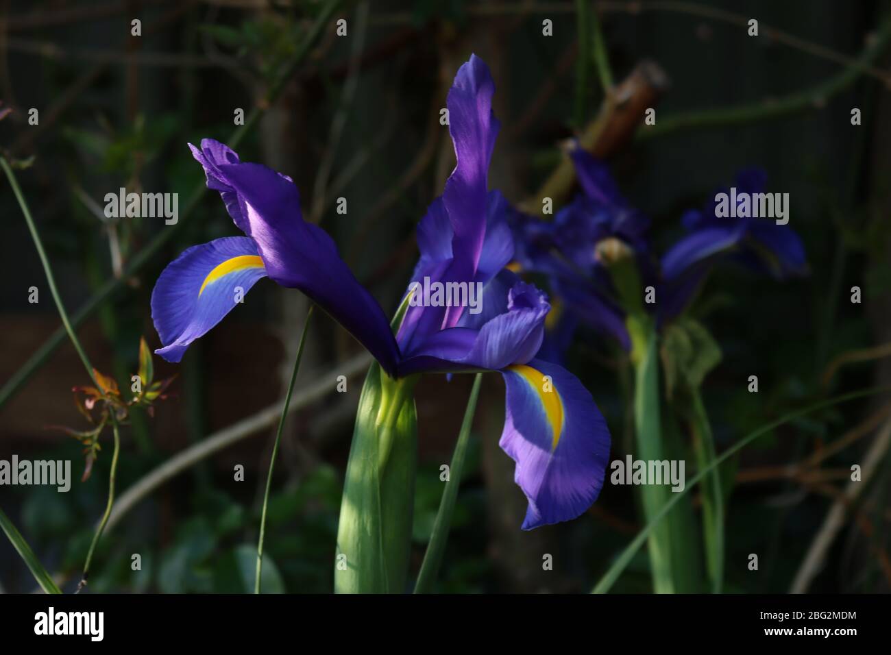 IRIS x hollandica Sapphire Beauty A tall blue dutch flower Stock Photo ...