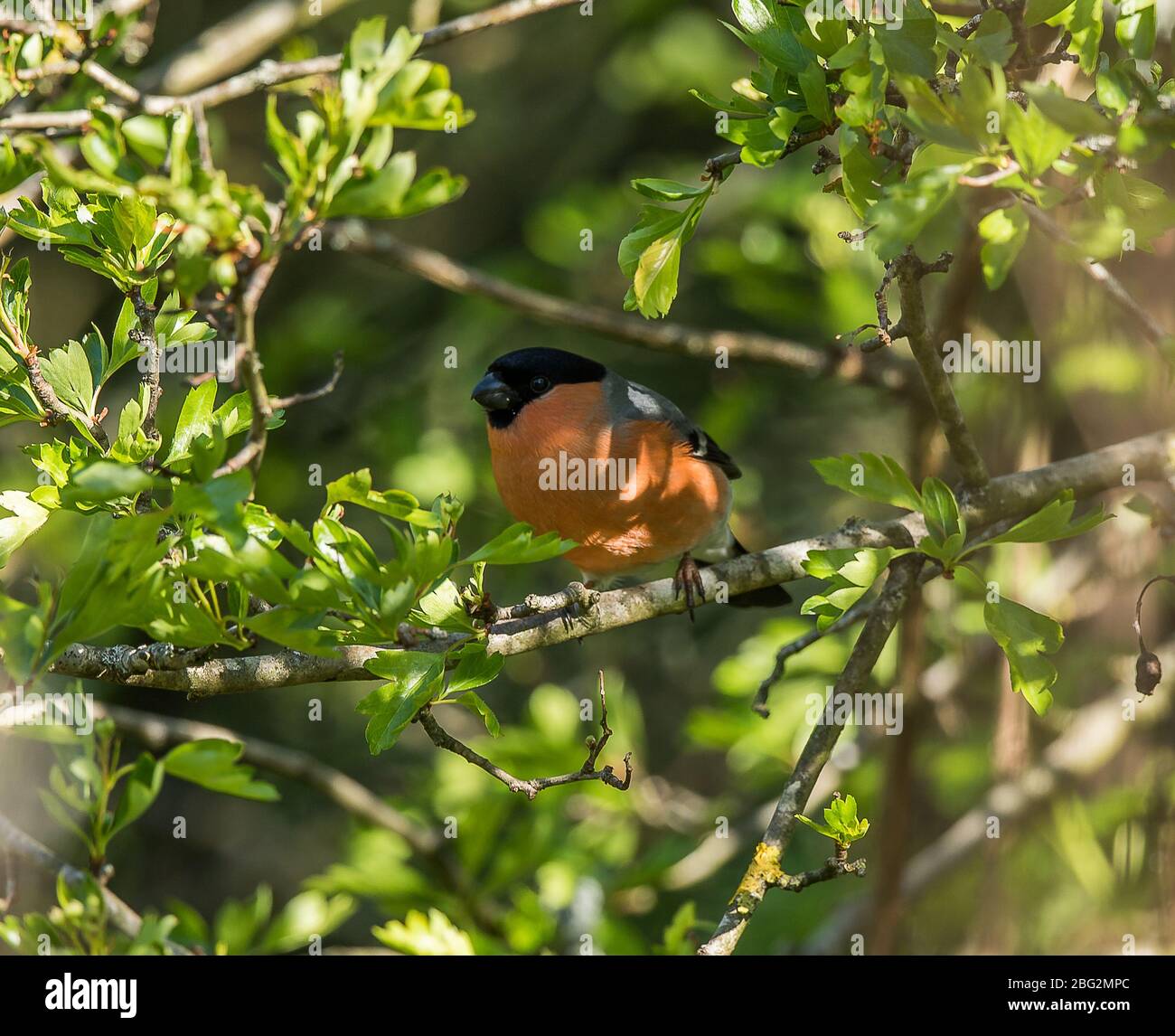 Female bull finch hi-res stock photography and images - Alamy