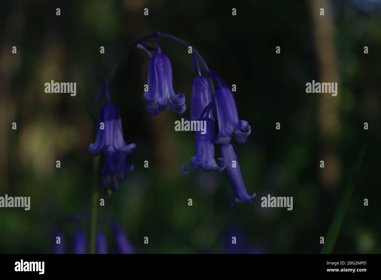 A close up of a native weeping bluebell Stock Photo - Alamy