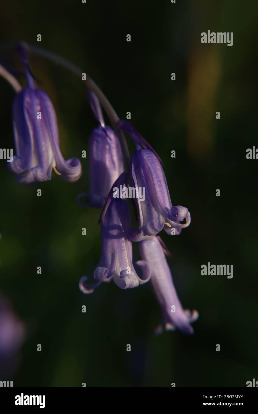 Woodland blue native bells hi-res stock photography and images - Alamy