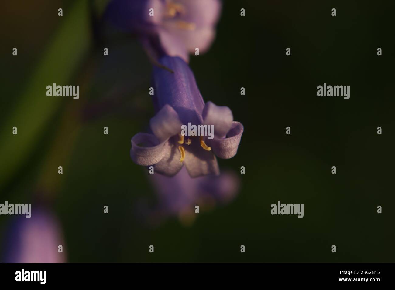 Native bluebell hi-res stock photography and images - Alamy