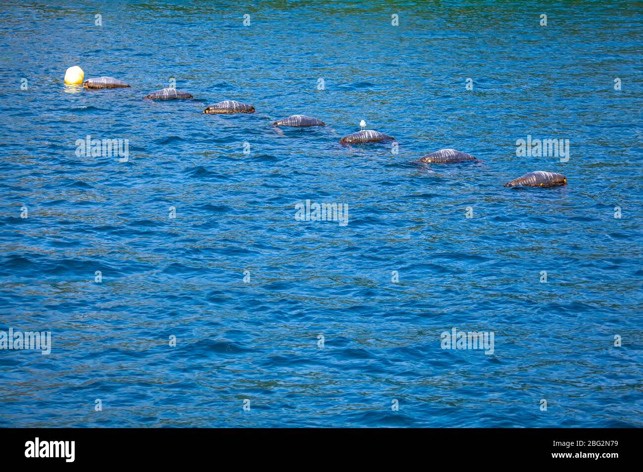 Buoys for mussel farming in the bay Stock Photo - Alamy