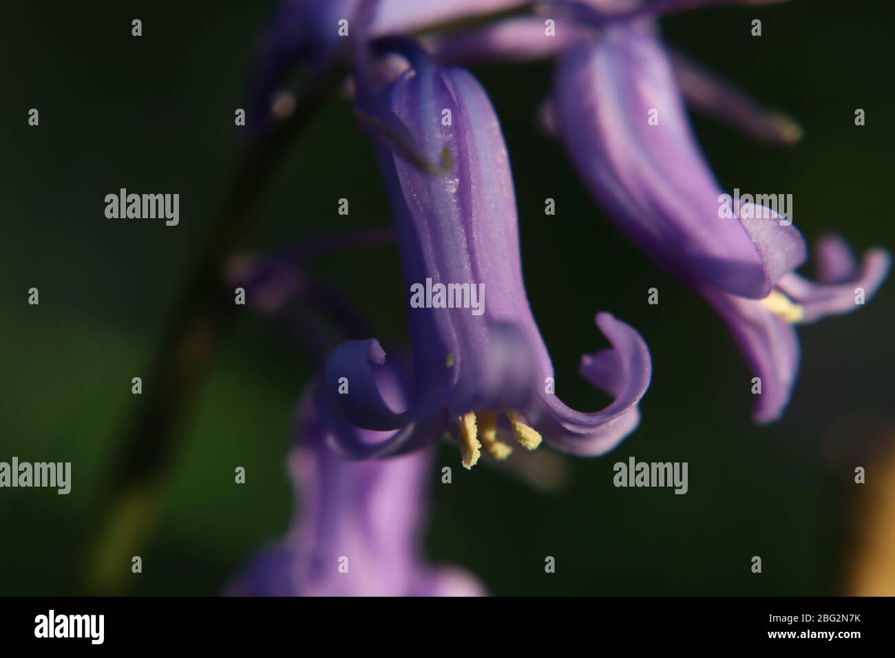 Woodland blue native bells hi-res stock photography and images - Alamy