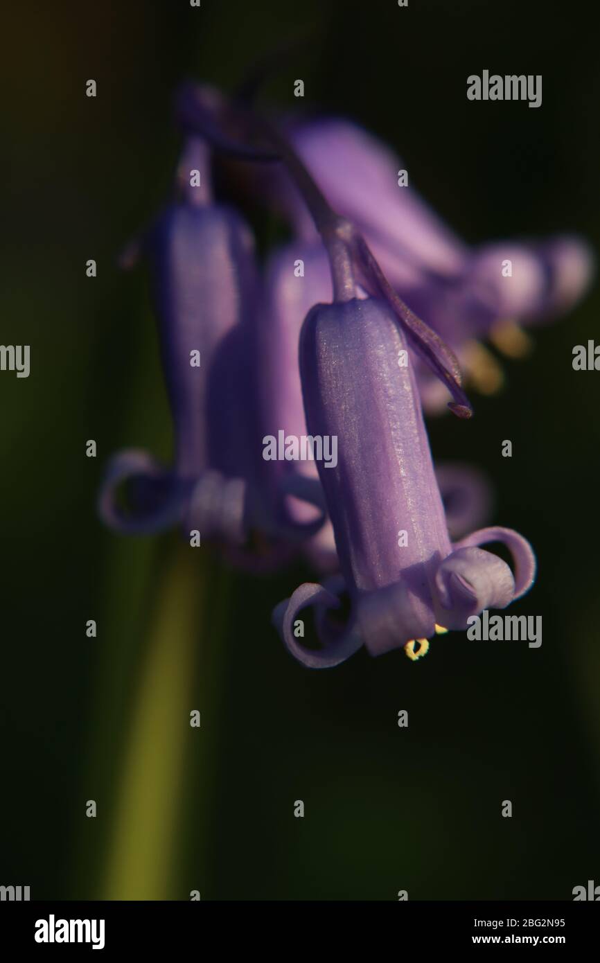 Native blue bells hi-res stock photography and images - Alamy