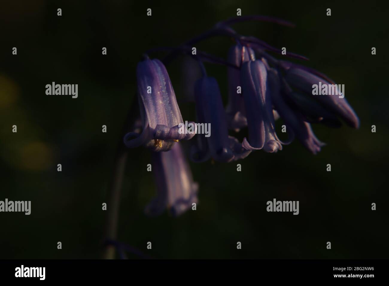 A close up of a native bluebell flower stalk Stock Photo - Alamy