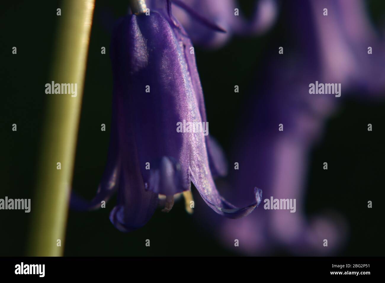 Native blue bell hi-res stock photography and images - Alamy