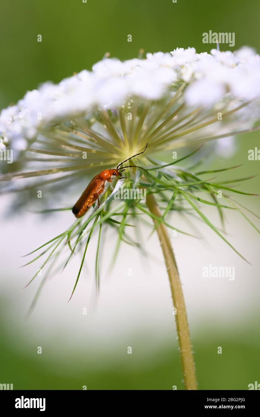 An invasive Common Red Solider Beetle climbs on the underside of Queen ...
