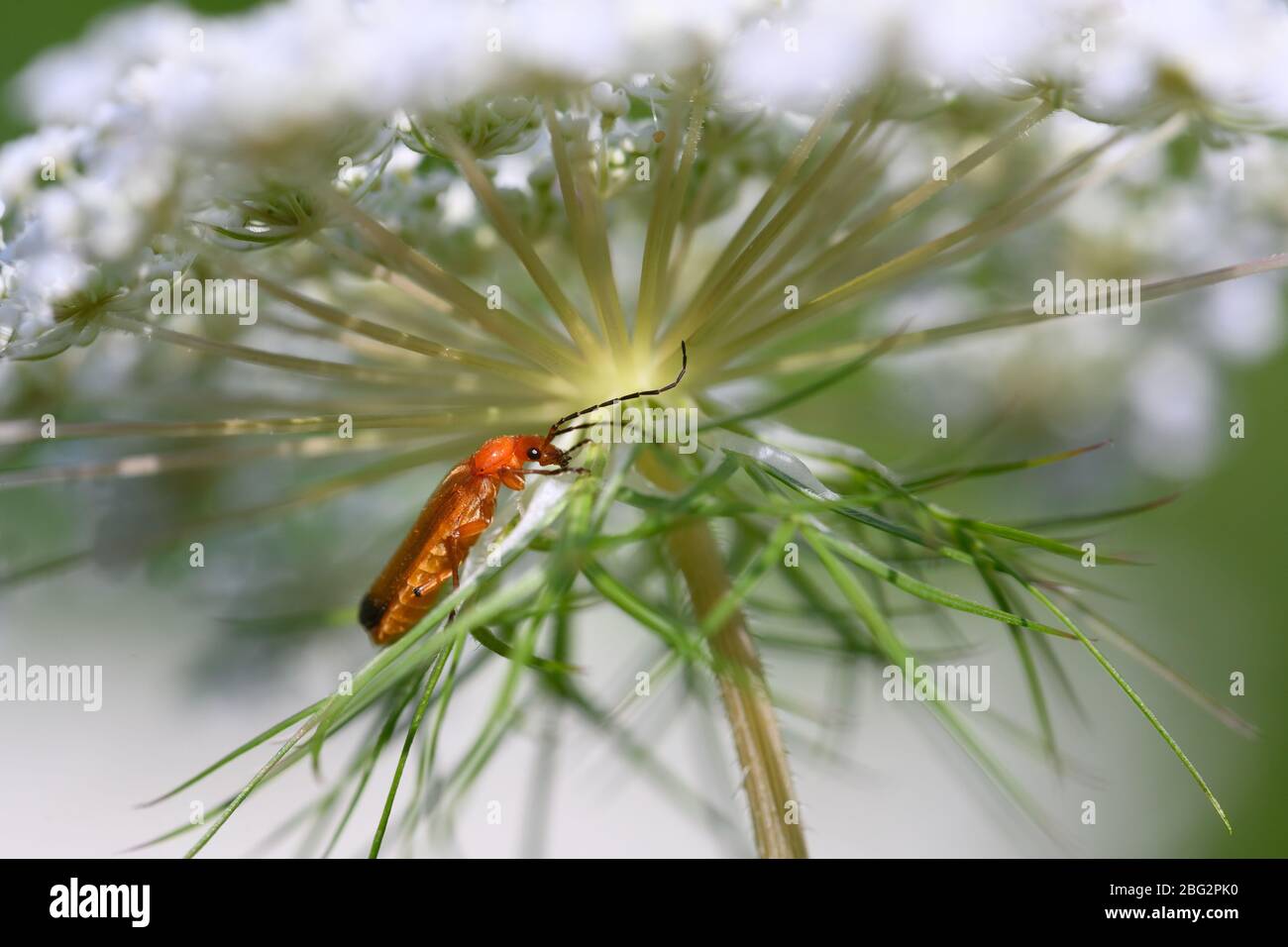 An invasive Common Red Solider Beetle climbs on the underside of Queen ...