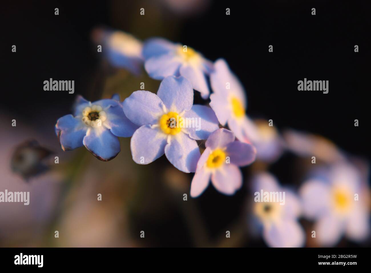 A close up off forget-me-not flowers, blue flowers with a yellow centre ...