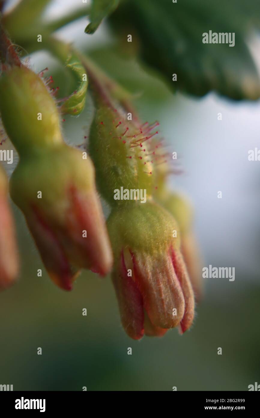 Baby hairy gooseberries with the flowers still attached Stock Photo - Alamy