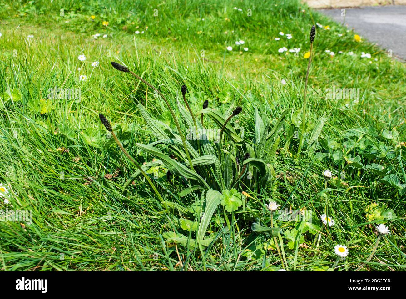 A ribwort plantain Plantago lanceolata growing in the grass on pavement ...