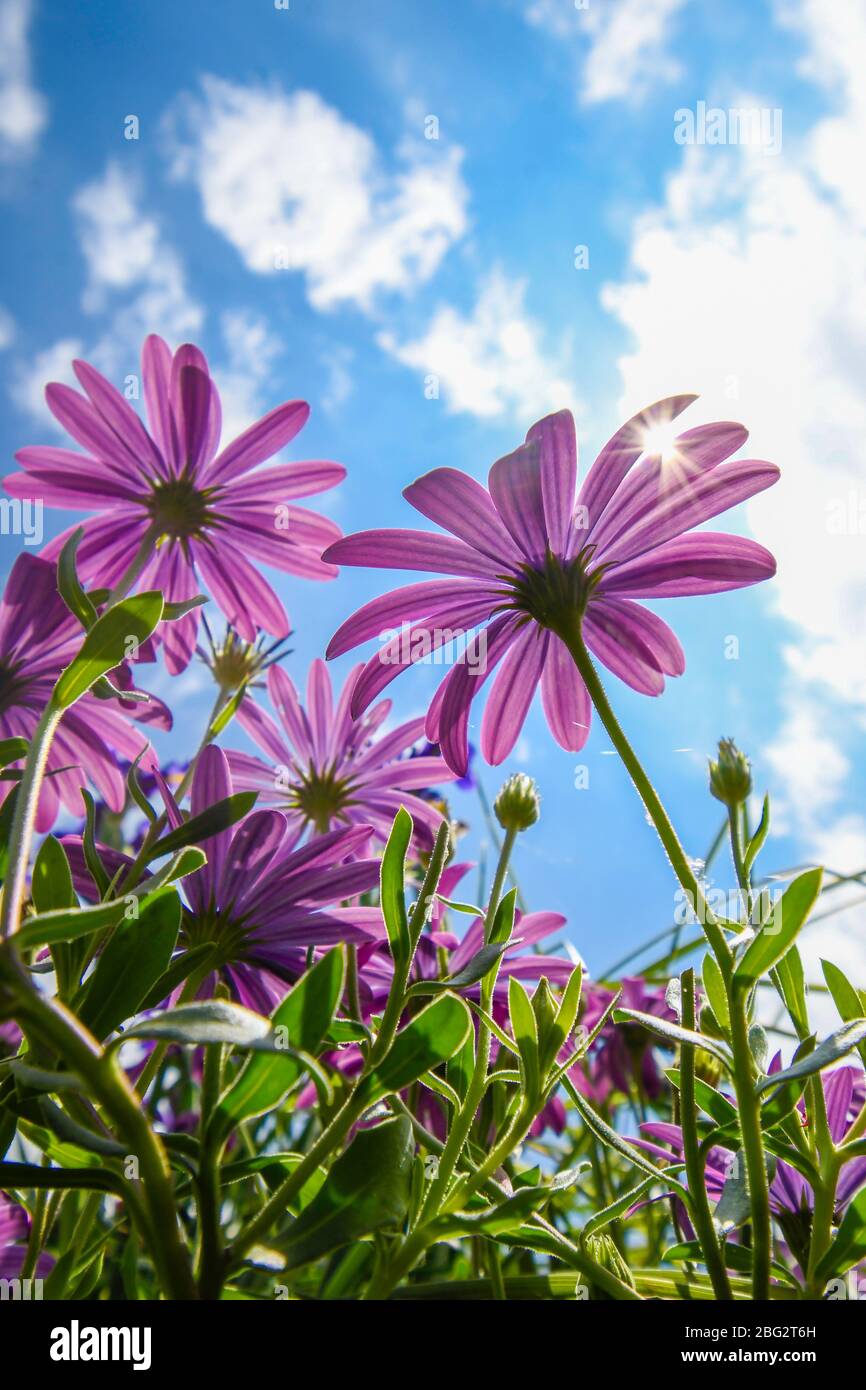 African daisy flowers, bottom view with the sun backlit Stock Photo - Alamy