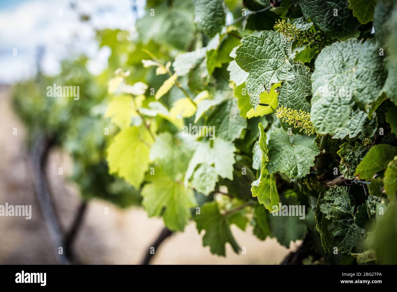 Central Victorian Vineyard in Spring Stock Photo - Alamy