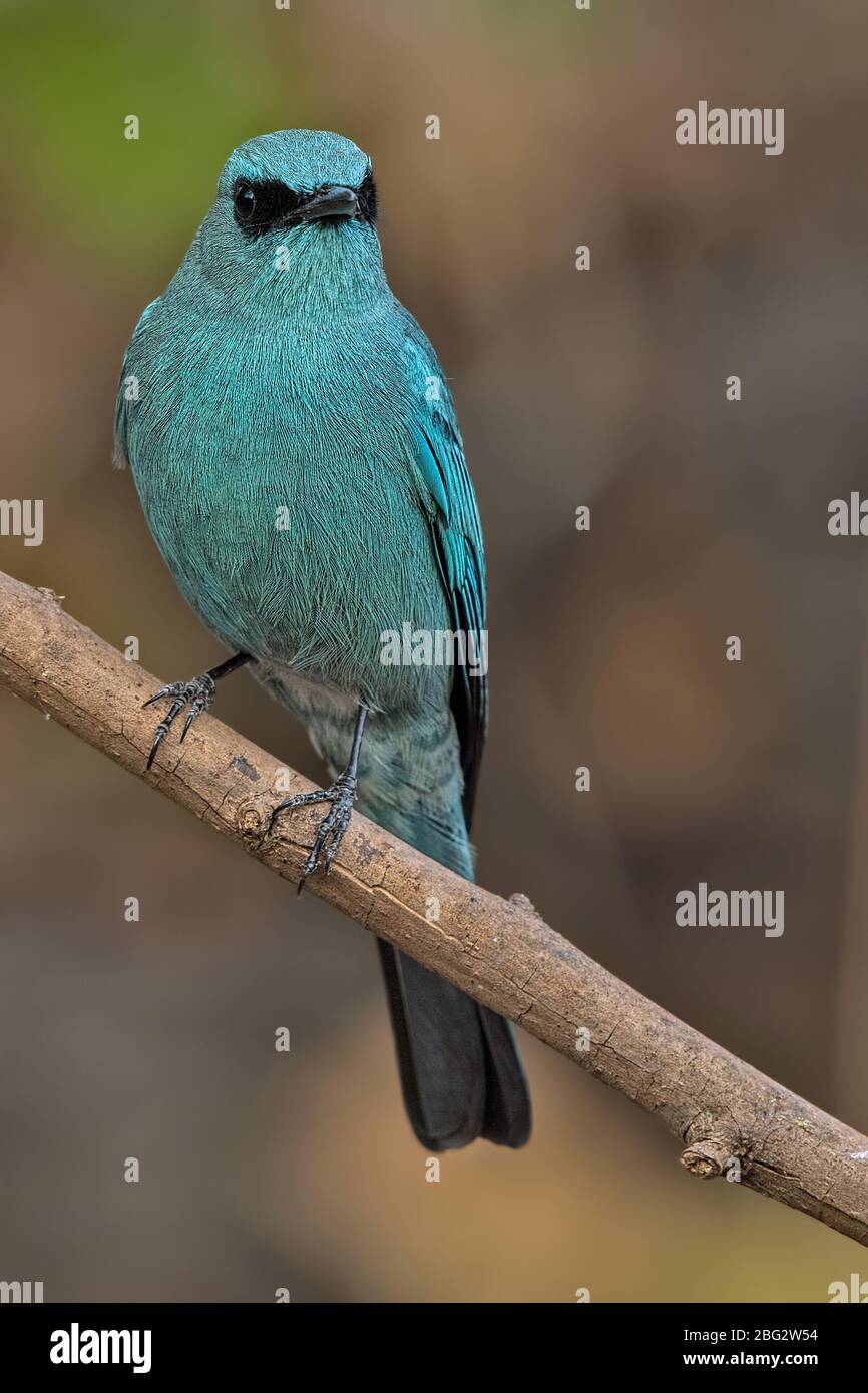 Verditer hi-res stock photography and images - Alamy