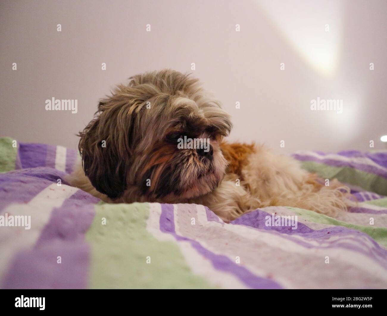 Tired and sleepy pet Shih Tzu dog lying on the bed sheet, just waking ...