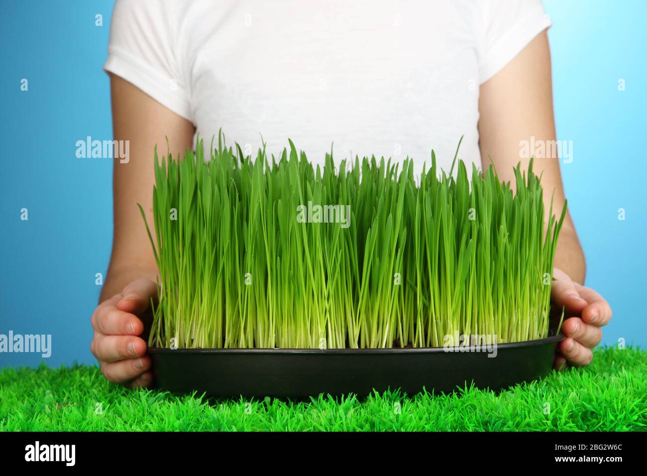 Hands holding growing grass on blue background Stock Photo - Alamy