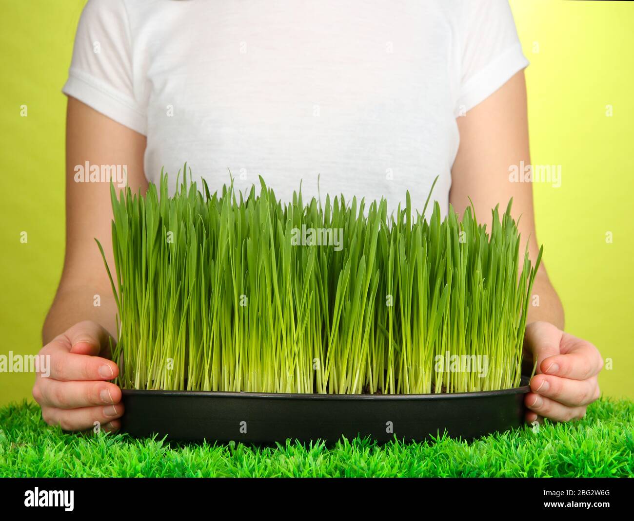 Hands holding growing grass on green background Stock Photo - Alamy