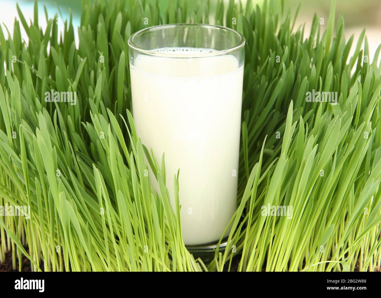 Glass of milk standing on grass close up Stock Photo - Alamy