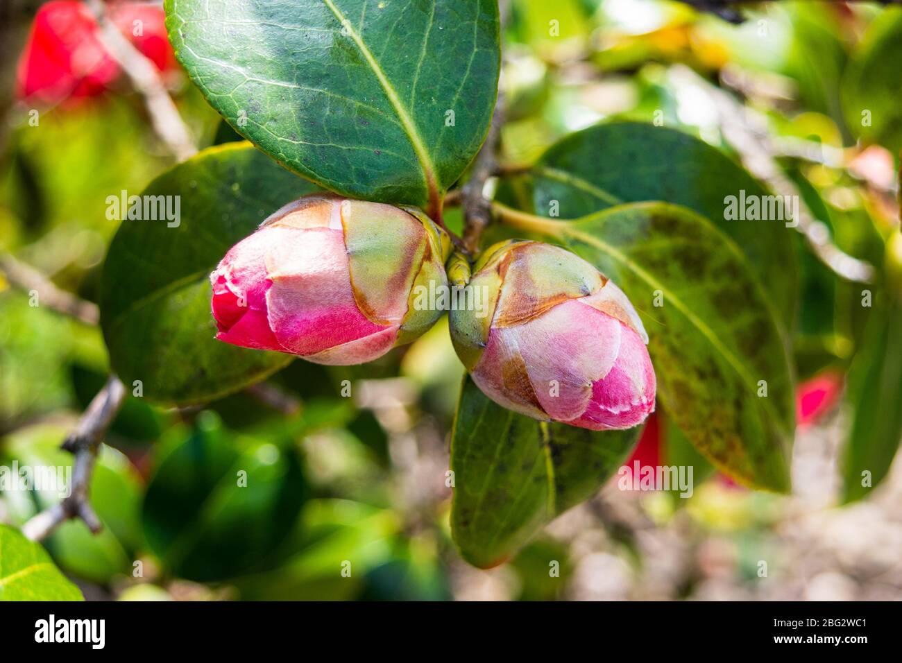 A pair of sun dappled flower buds of a Japanese Camellia, Camellia ...