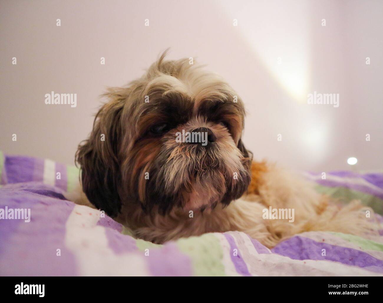 Shih Tzu Chinese Dog Breed High Resolution Stock Photography and Images ...