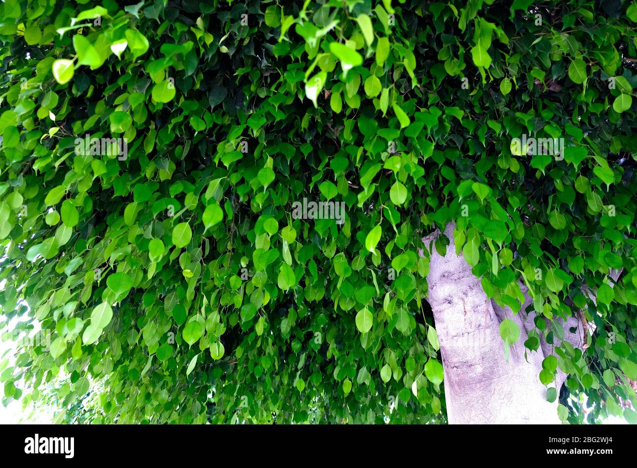 Canopy of a tree with fresh green foliage, low angle image Stock Photo ...