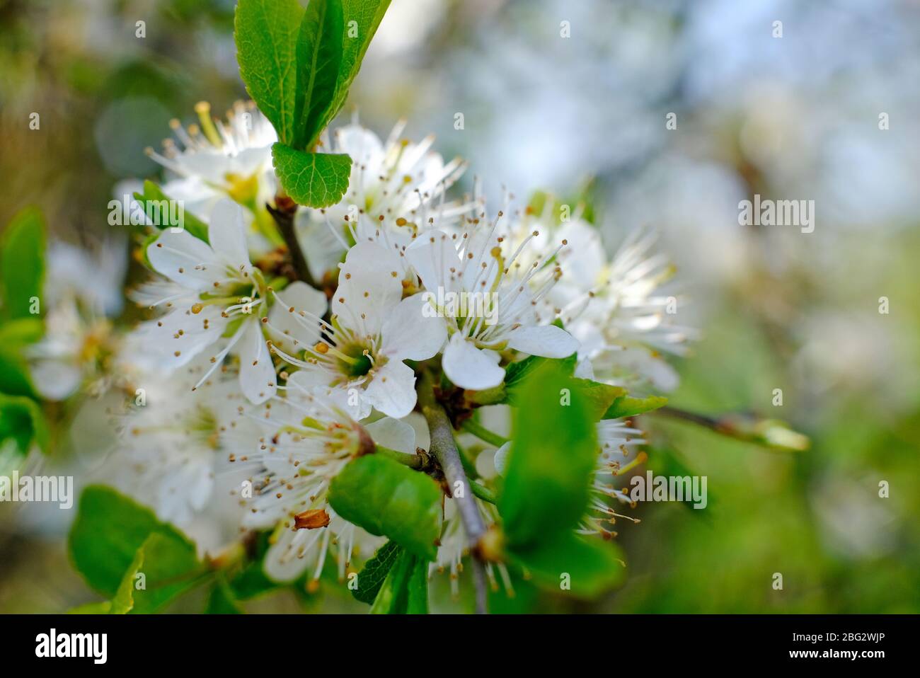 spring flowering white hawthorn flowers in hedgerow, north norfolk ...