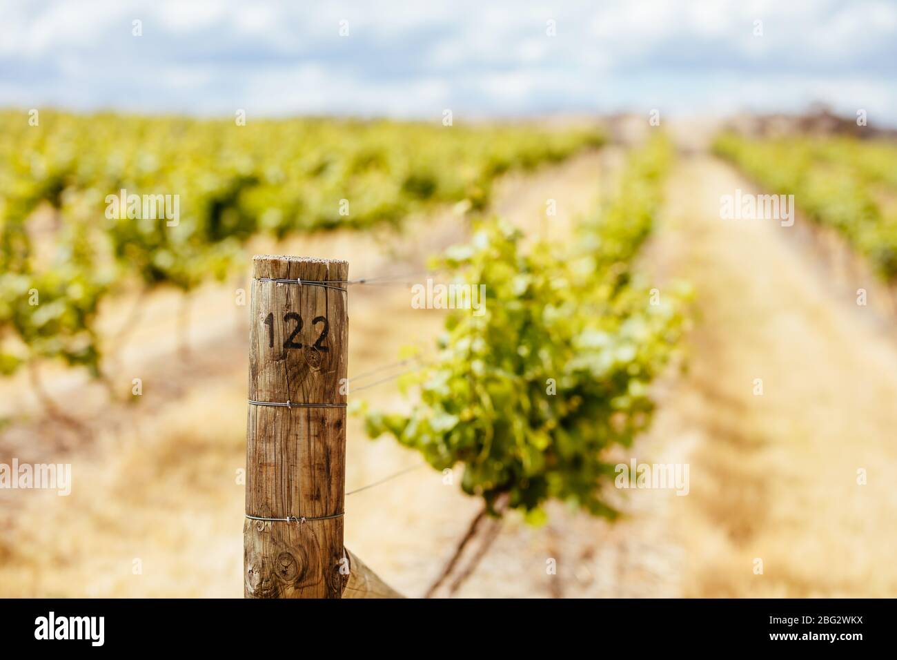 Central Victorian Vineyard in Spring Stock Photo - Alamy