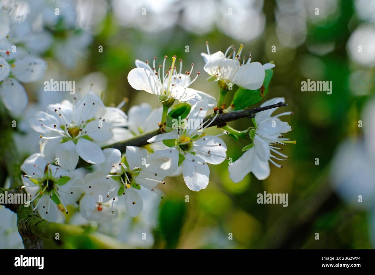 spring flowering white hawthorn flowers in hedgerow, north norfolk ...