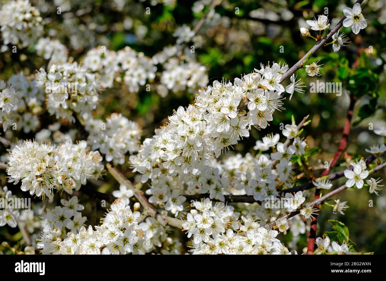 spring flowering white hawthorn flowers in hedgerow, north norfolk ...