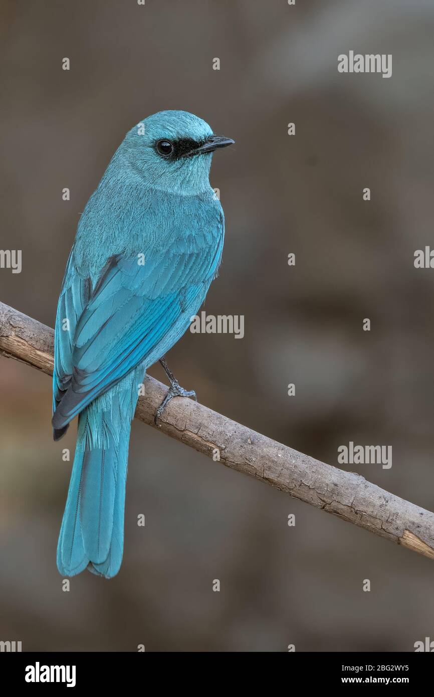 Verditer hi-res stock photography and images - Alamy