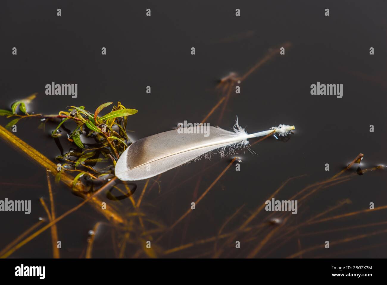 Gull feather floating in a wetland, Greater Sudbury, Ontario, Canada ...
