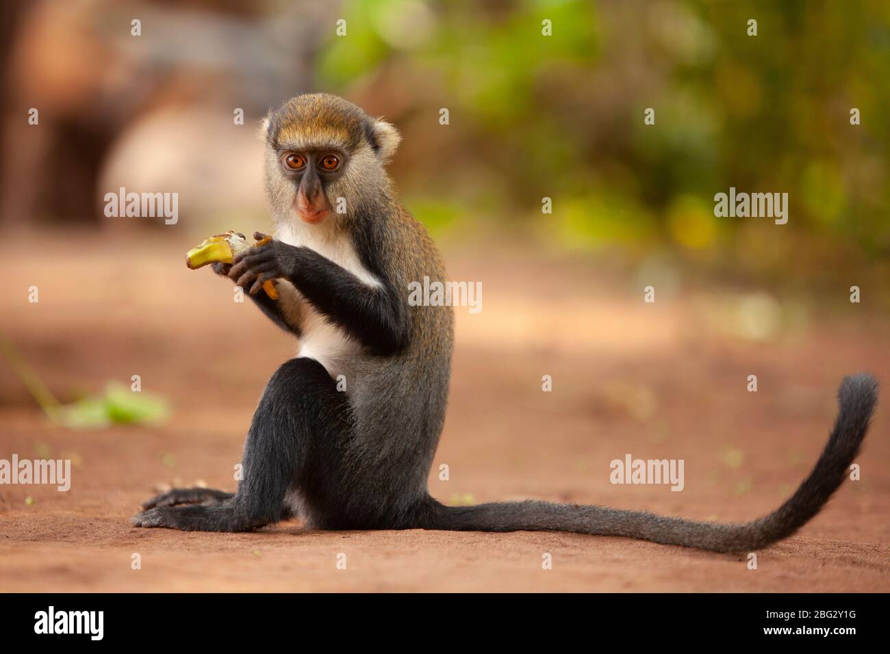 Campbell's Mona Monkey in the Boabeng-Fiema Monkey Sanctuary of Central ...
