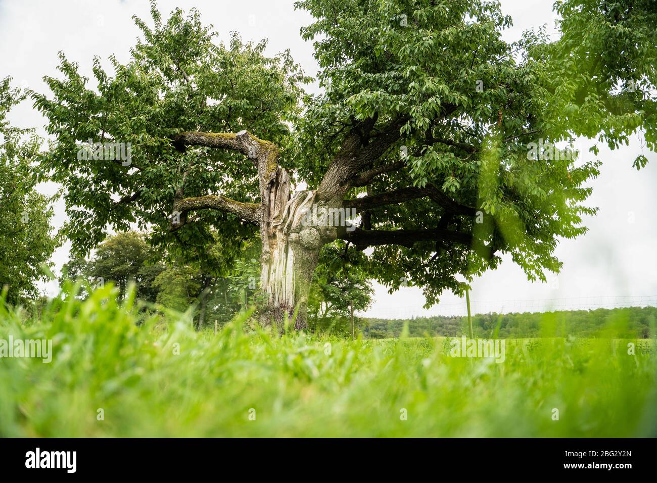 Old cherry tree hi-res stock photography and images - Alamy
