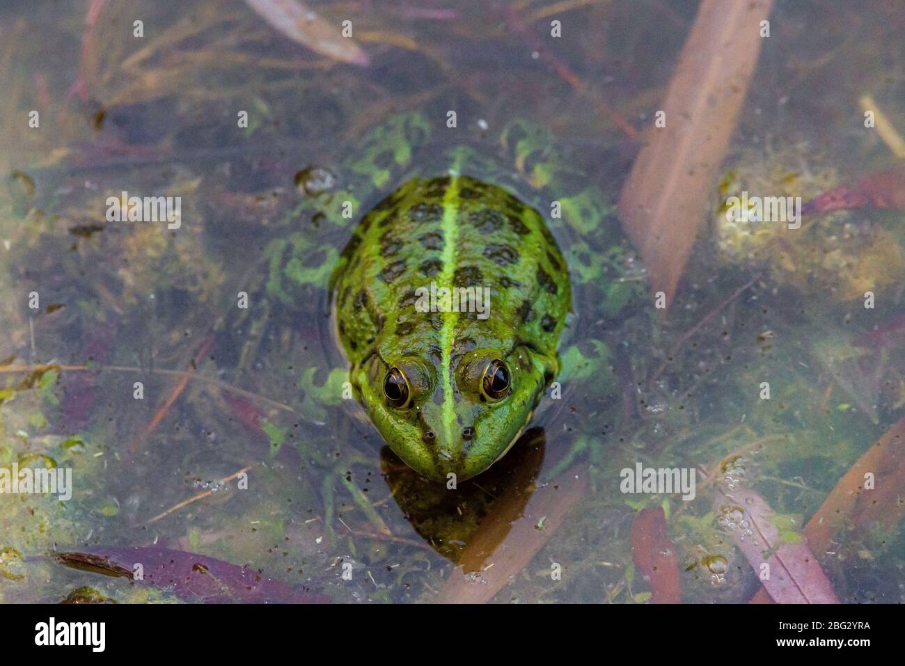 Edible frog watching from the bog. Wild nature Stock Photo - Alamy