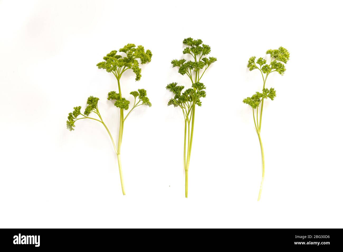 Three sprigs of Parsely isolated on a white background Stock Photo - Alamy