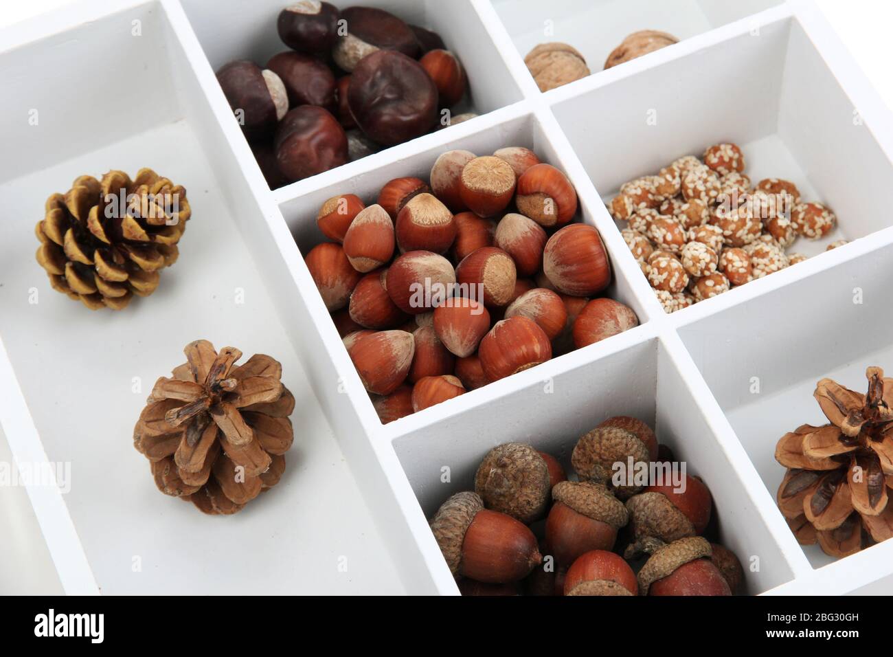Assortment of nuts,chestnut, pinecone and acorn in white wooden box ...