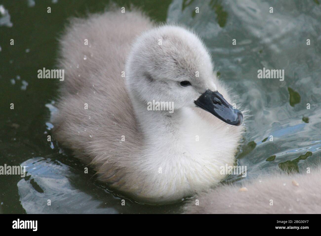 Cygnet on water Stock Photo - Alamy