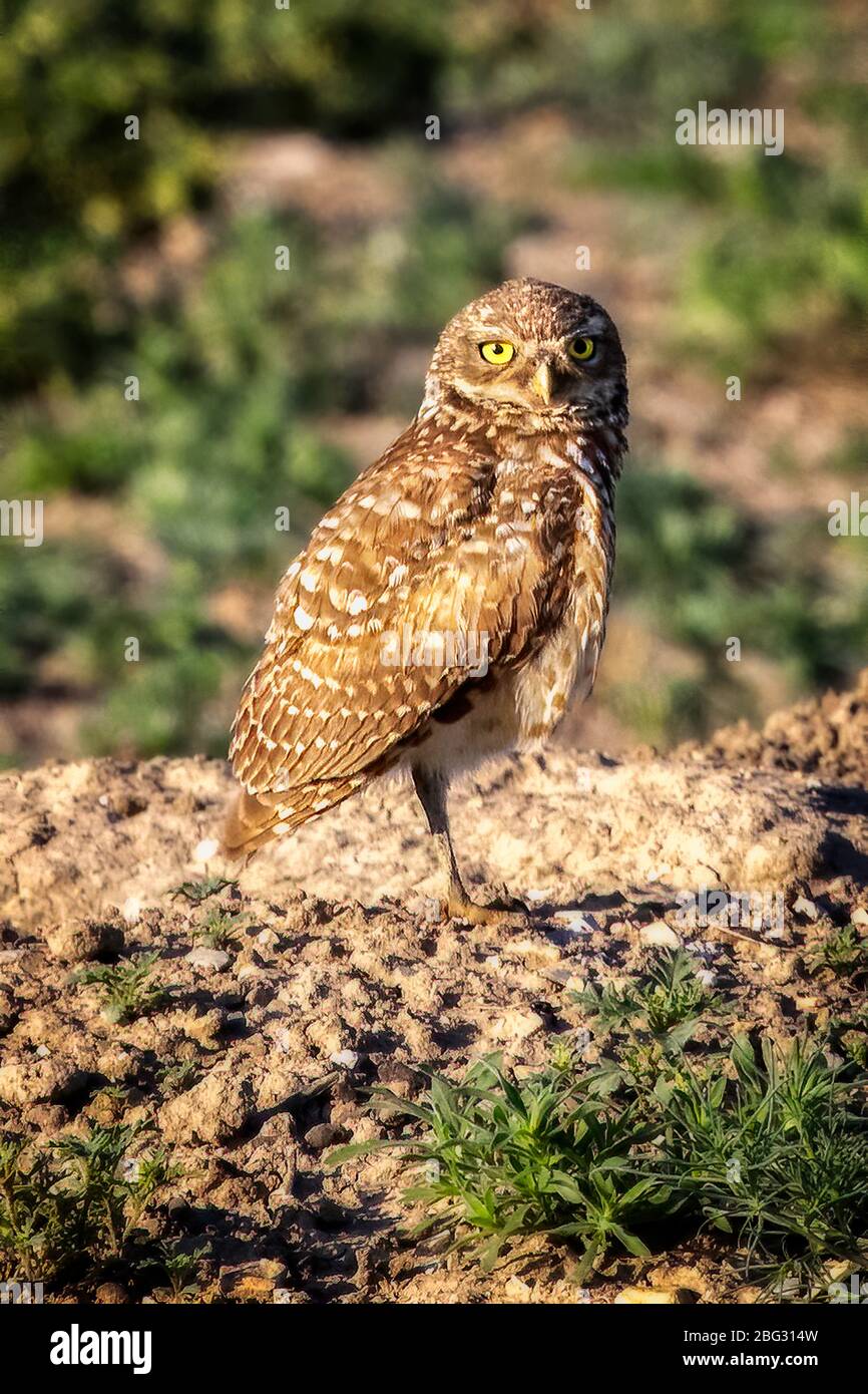 Portrait of a Burrowing Owl in the Wild staring with his yellow eyes ...
