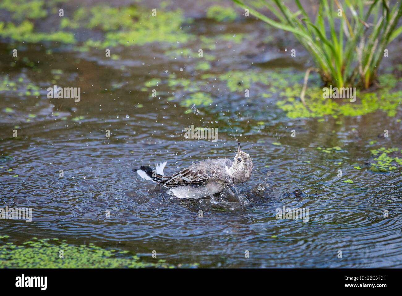 Pied wagtail chick hi-res stock photography and images - Alamy