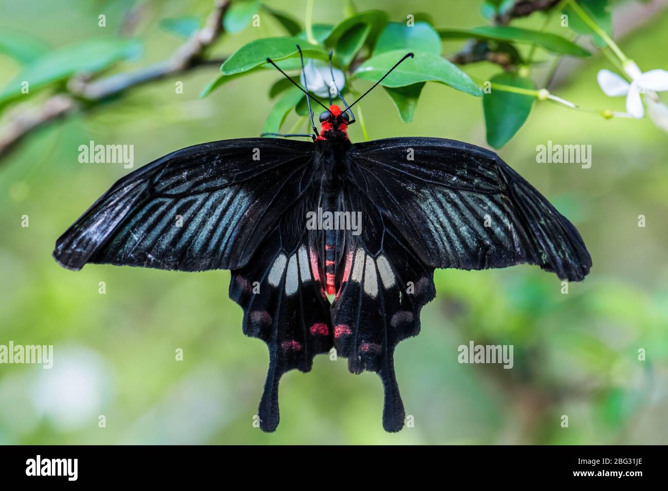 Red Swallowtail Butterfly