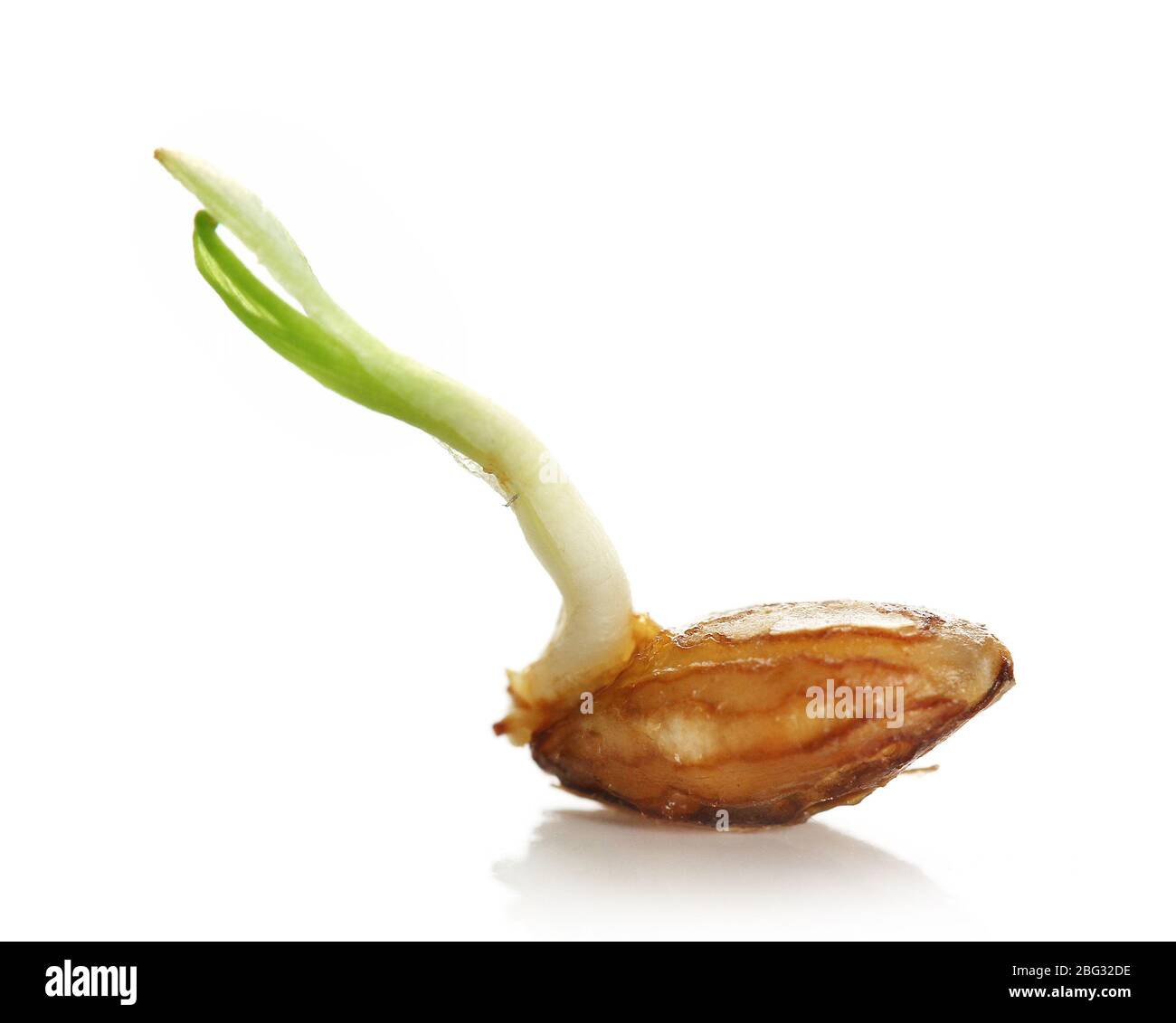 Wheat germ, isolated on white Stock Photo - Alamy