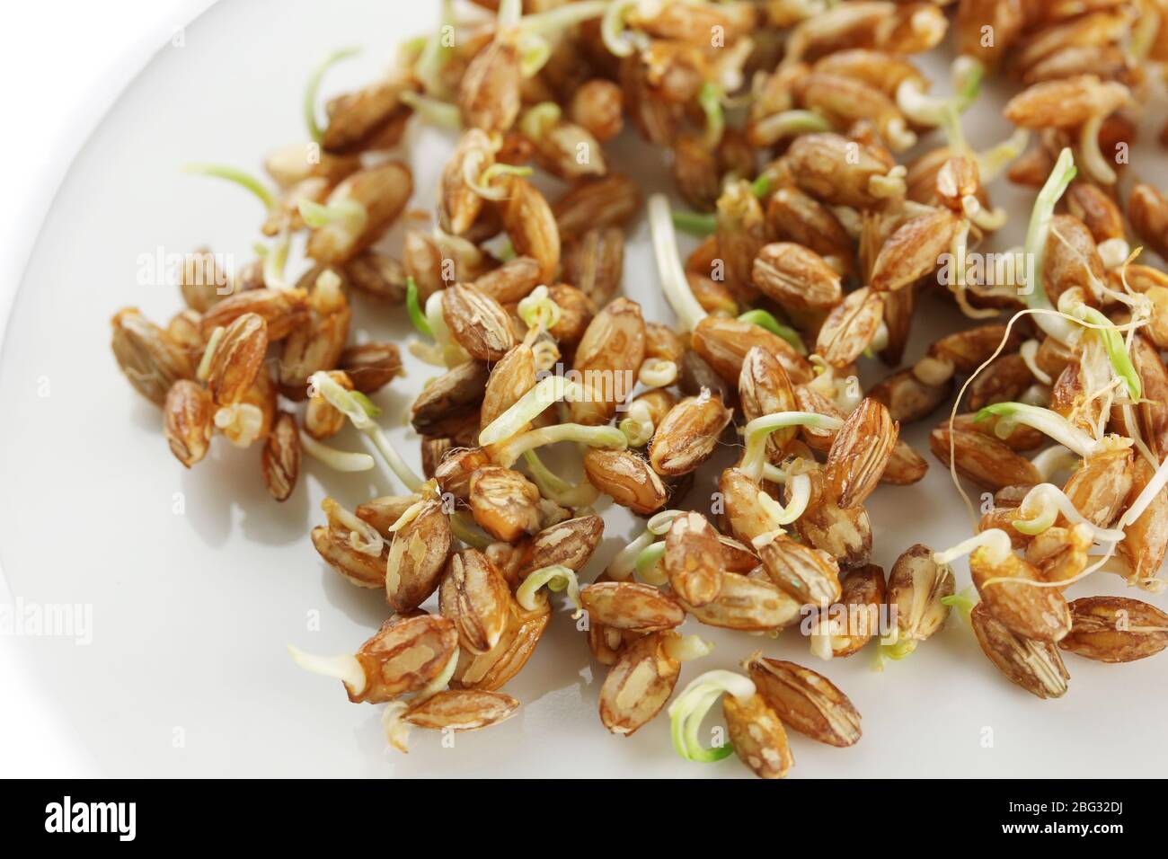 Wheat grain germinate grow hi-res stock photography and images - Alamy