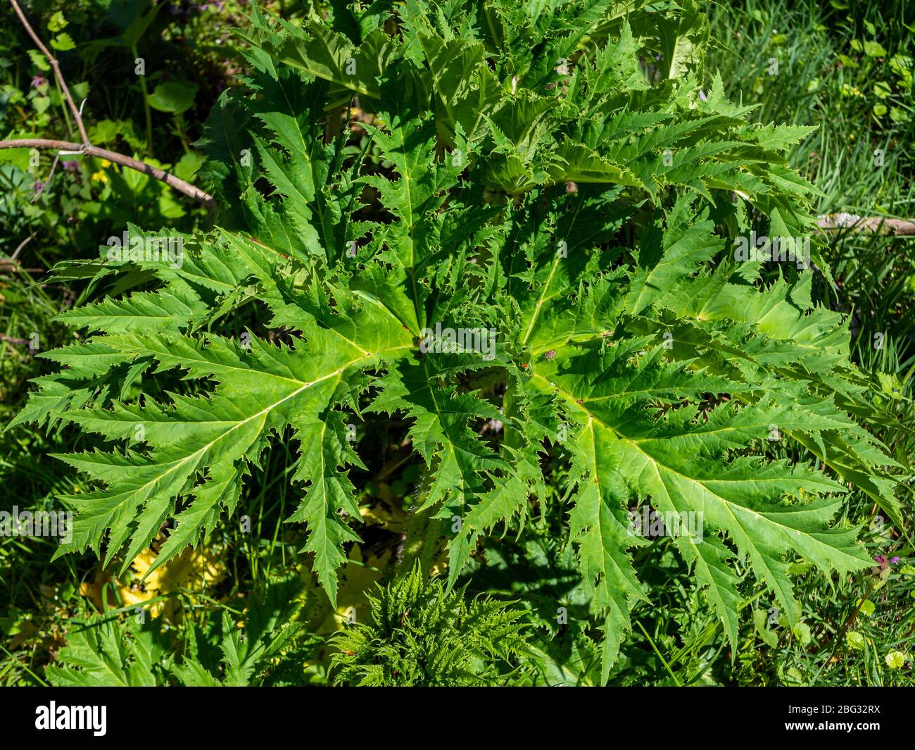 Cabbage-spotted thistle Cirsium oleraceum in a park Stock Photo - Alamy