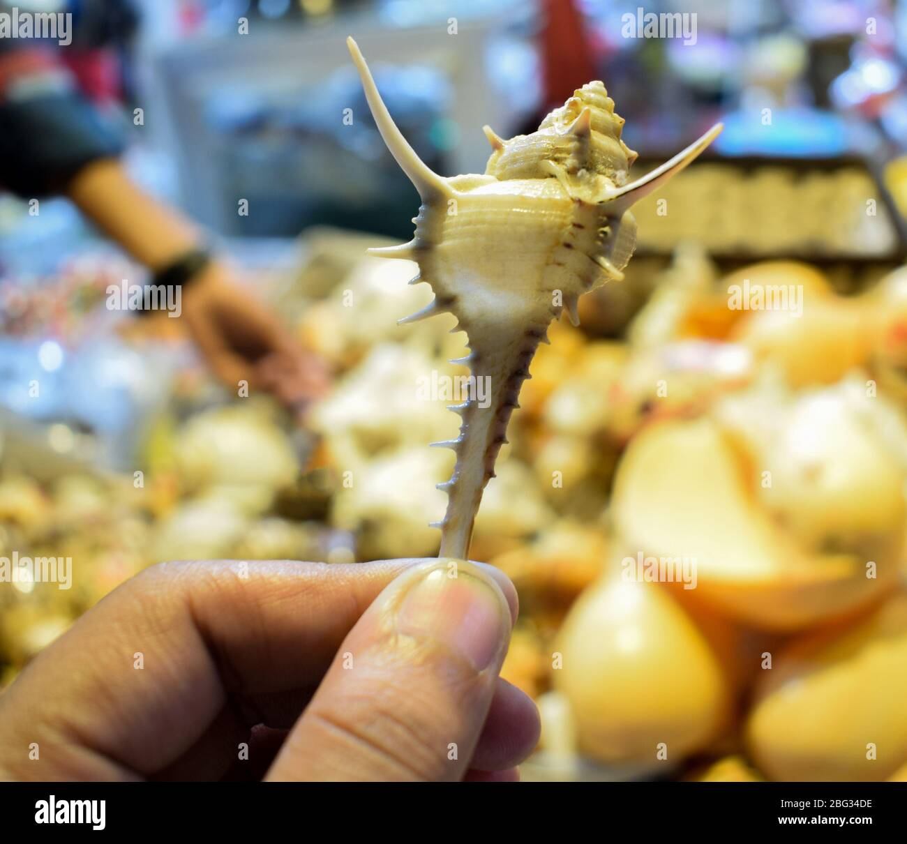 Hand holding oyster shell hi-res stock photography and images - Alamy