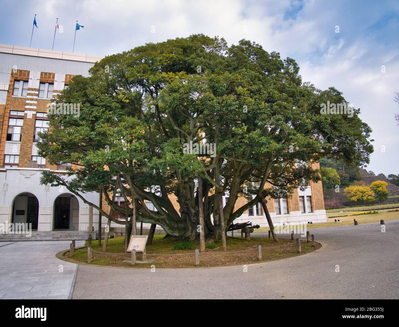A large tree supported by poles in the traditional Japanese style ...