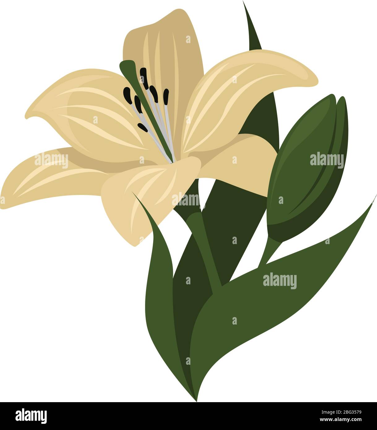 Lilium flower, illustration, vector on white background Stock Vector ...